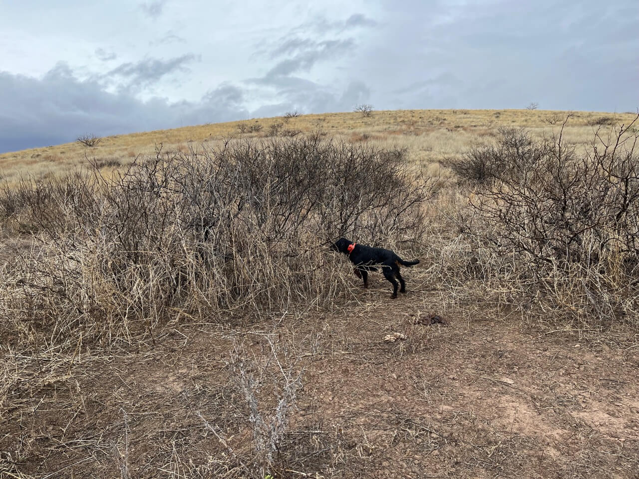 Hook & Trigger Guide Service | March 2023 Hunting Report